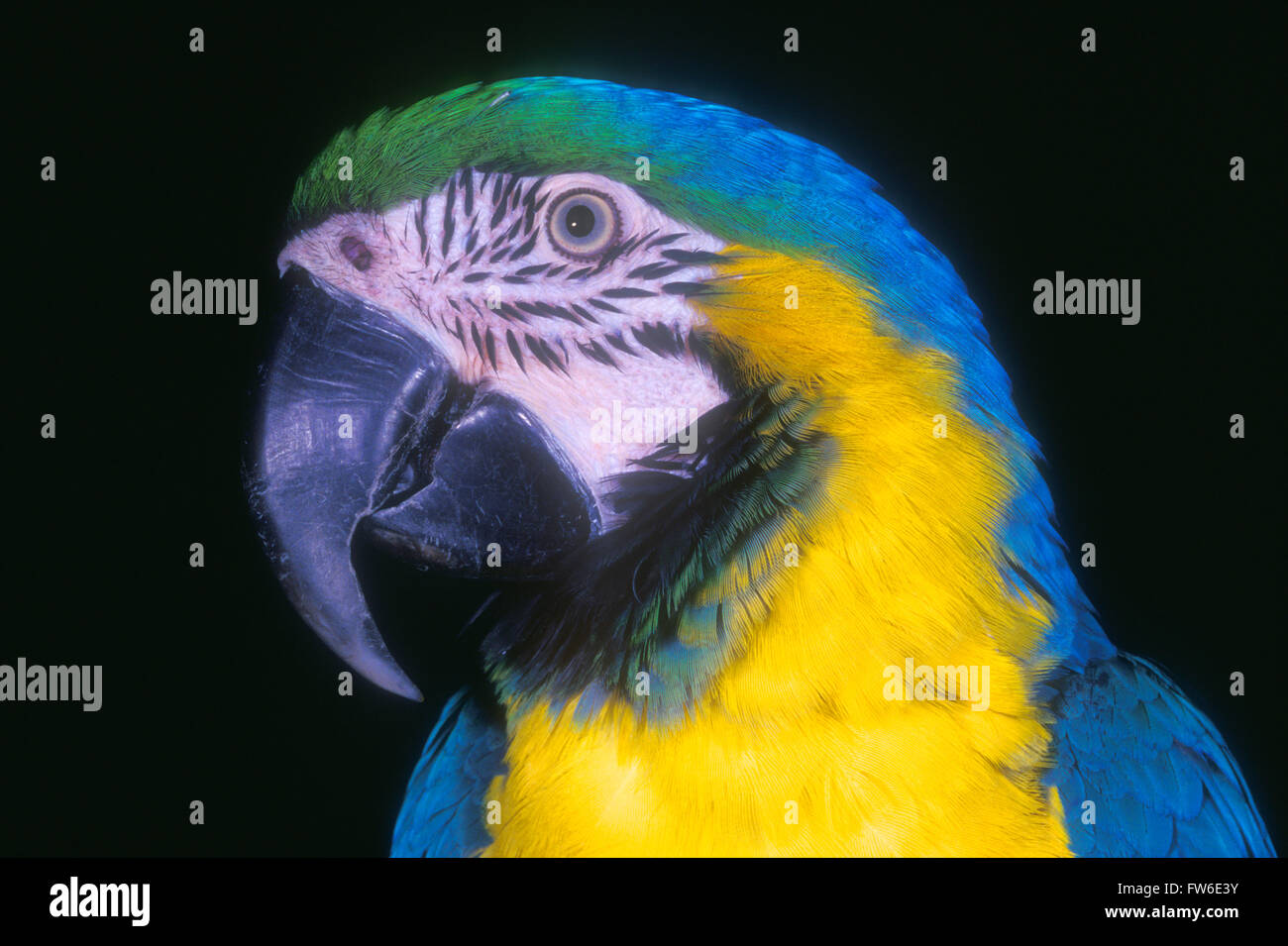 Parrots head hi-res stock photography and images - Alamy
