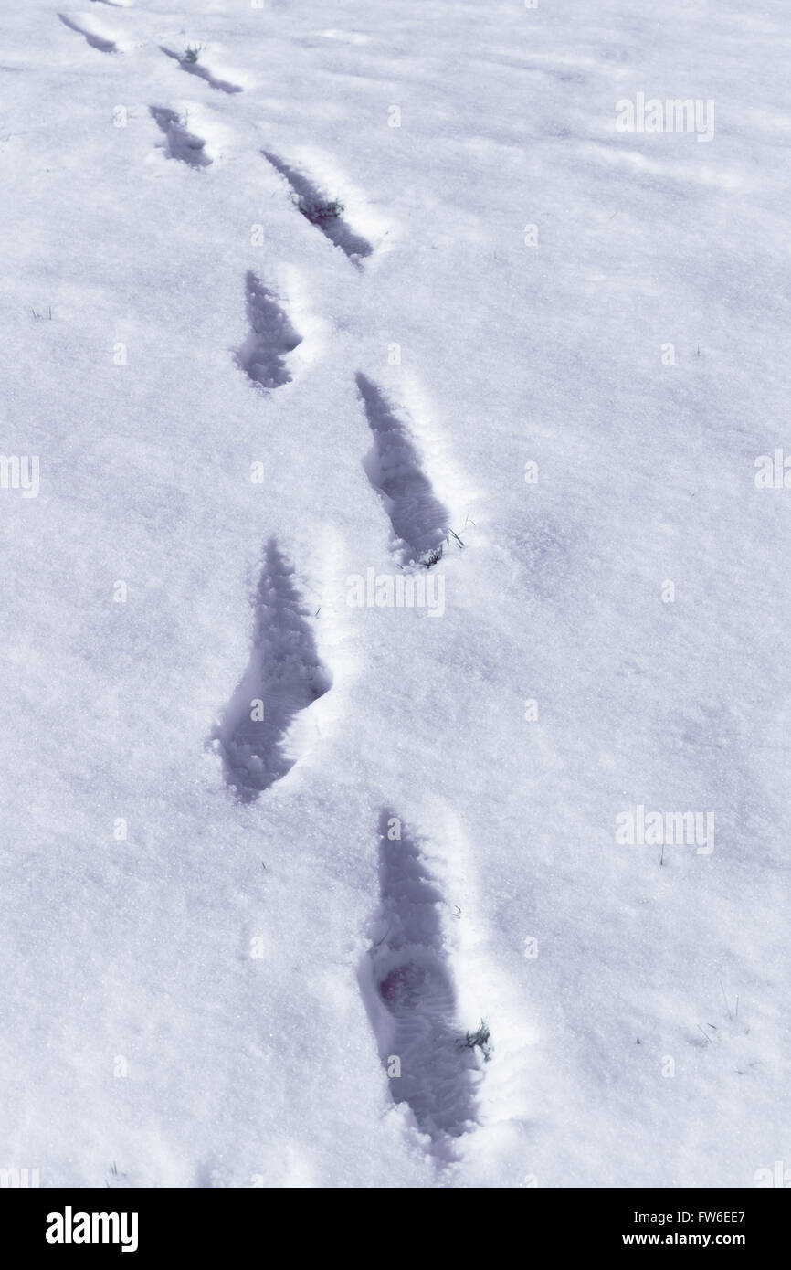 Footsteps track hi-res stock photography and images - Alamy