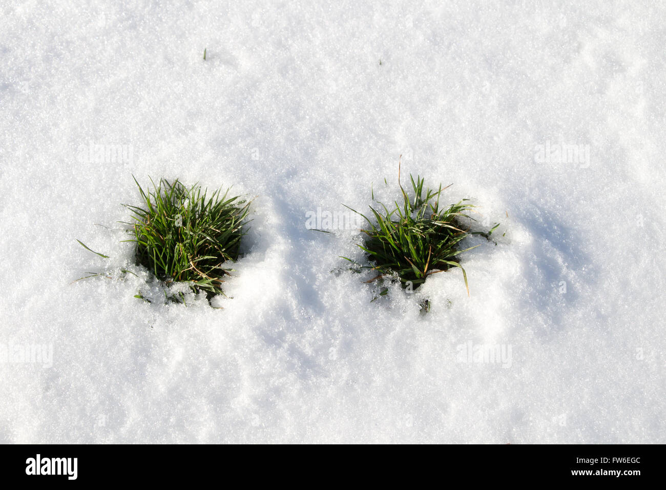 fresh green grass on the snow Stock Photo - Alamy