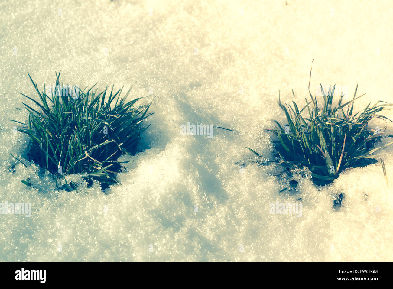 Sparkle on grass hi-res stock photography and images - Alamy