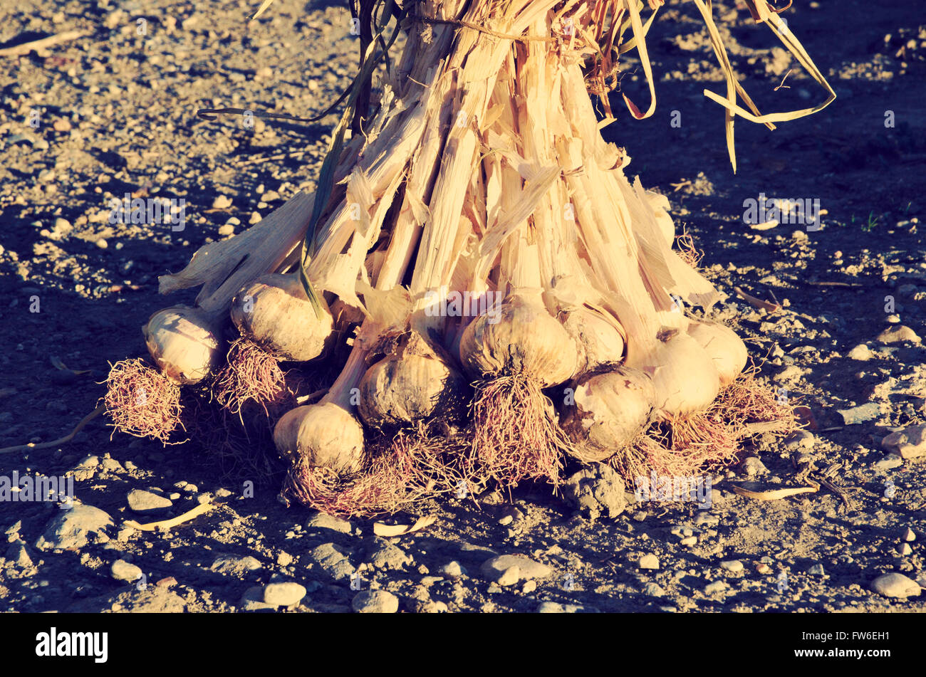 Ground garlic hi-res stock photography and images - Alamy