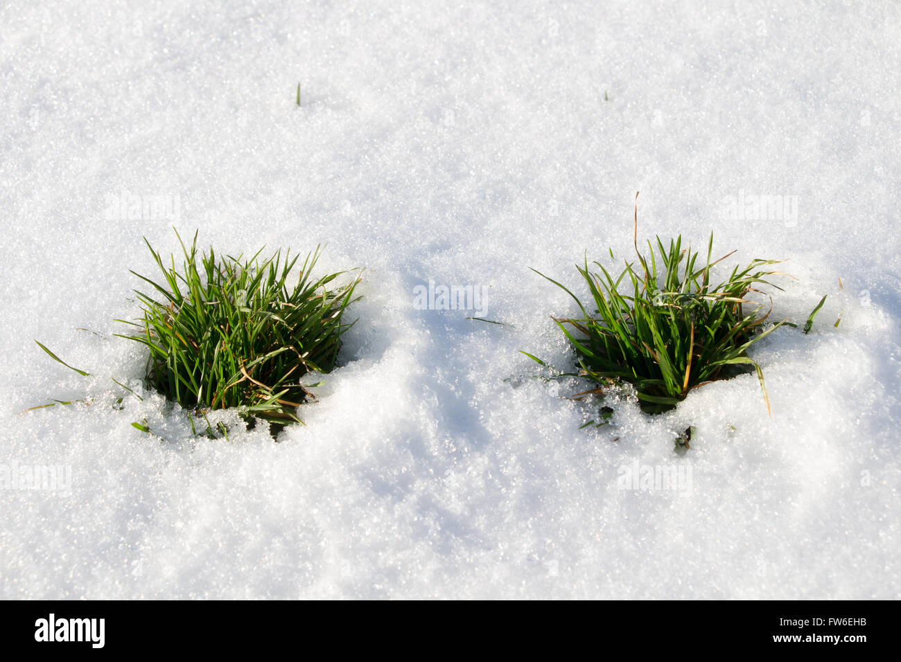 Beautiful on green grass hi-res stock photography and images - Alamy