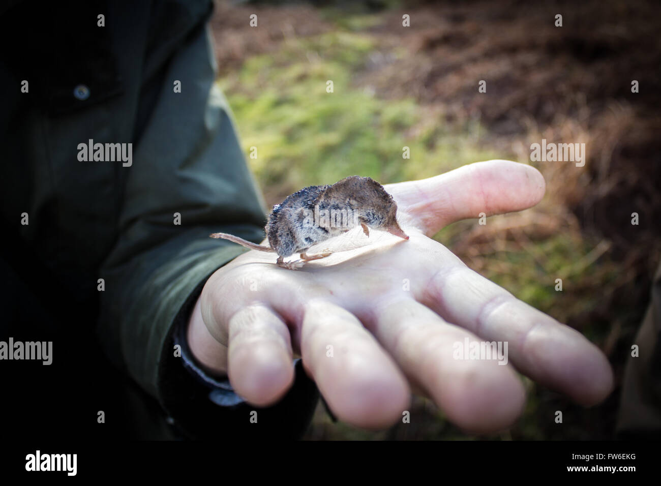 A man holding a dead rodent Stock Photo - Alamy