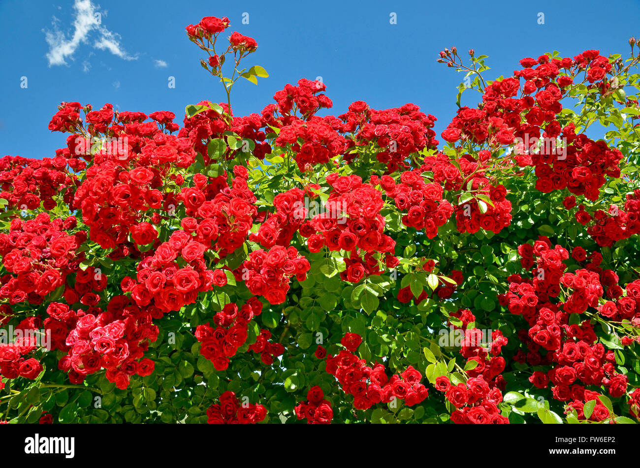 red roses on sunny sky background Stock Photo - Alamy