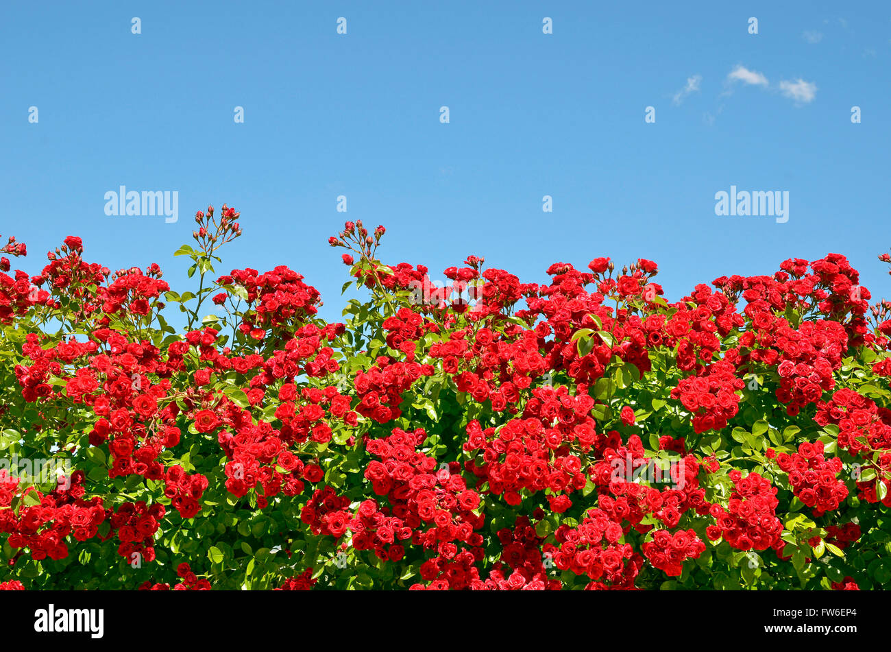 red roses on sunny sky background Stock Photo - Alamy