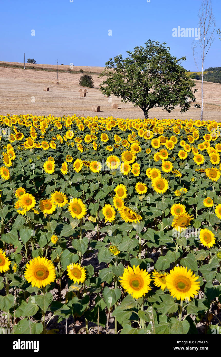 Tree among sunflowers Stock Photo - Alamy