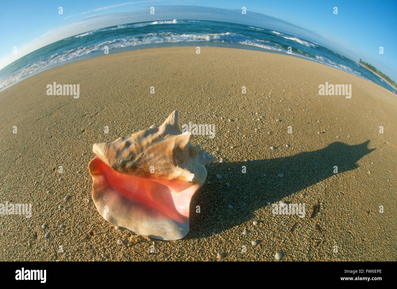 Conch Shell Laying on a Sandy Beach, Hawaii, U.S.A Stock Photo - Alamy