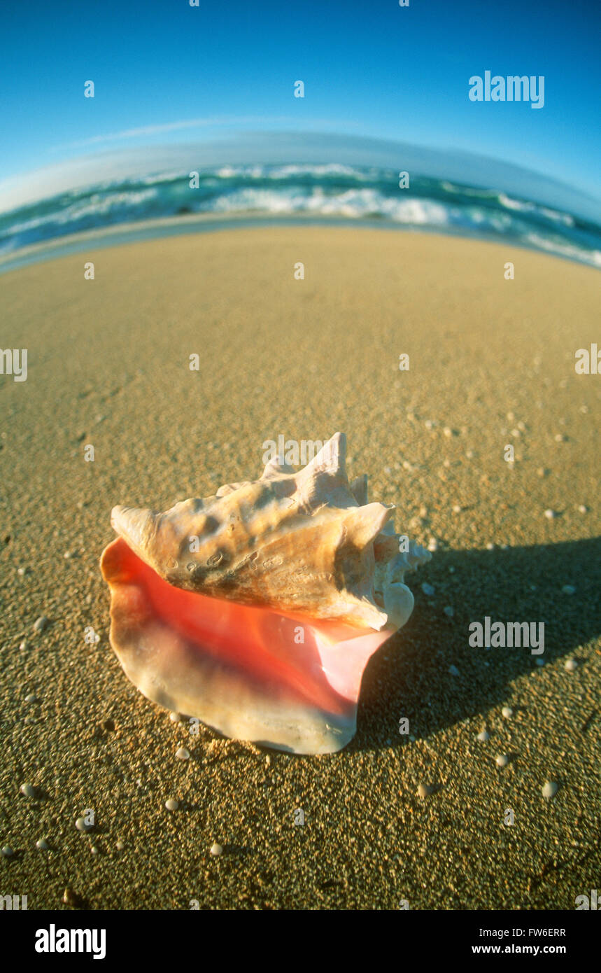 Conch Shell Laying on a Sandy Beach, Hawaii, U.S.A Stock Photo - Alamy