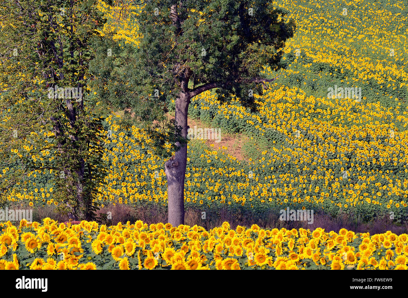Tree among sunflowers Stock Photo - Alamy