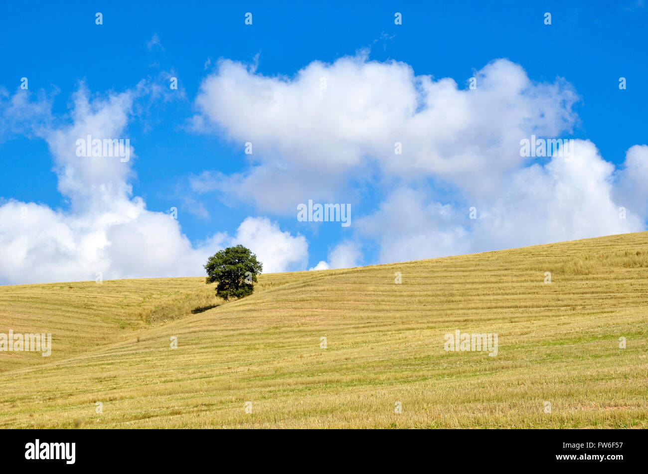 Oak view hi-res stock photography and images - Alamy