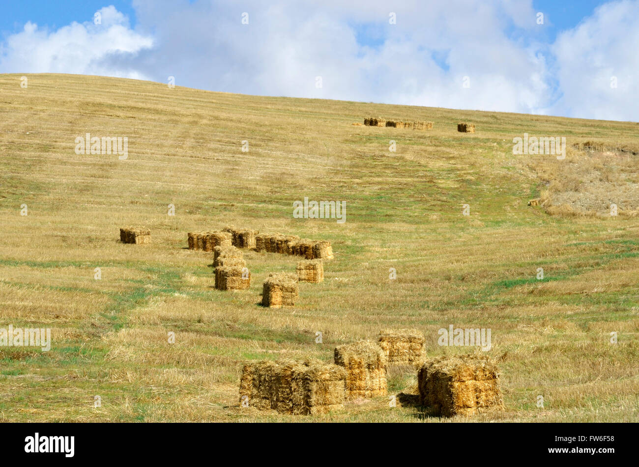 Straw stalk hi-res stock photography and images - Alamy