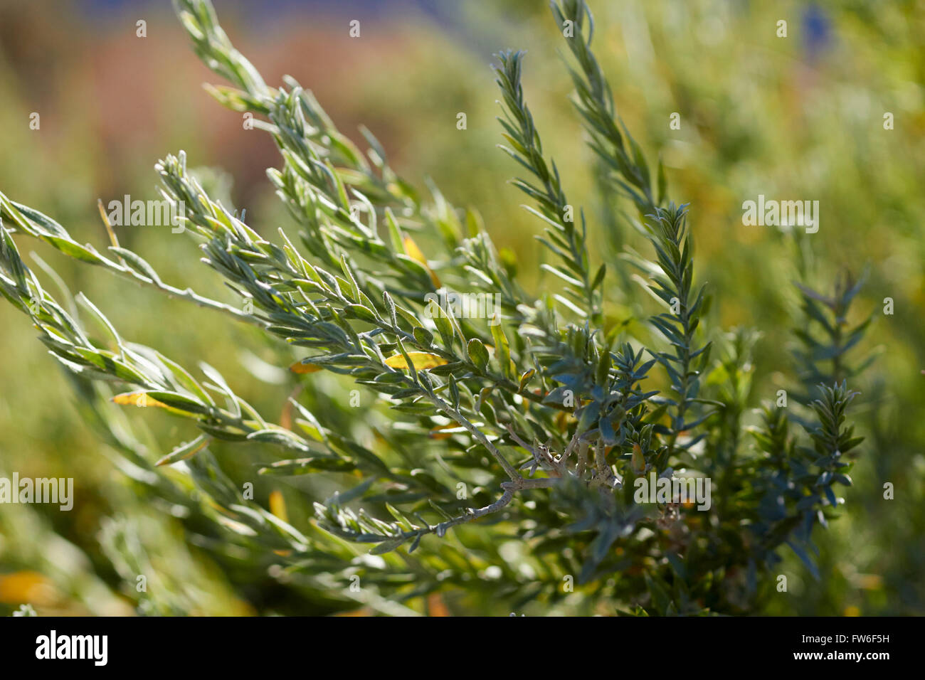 a broom snakeweed plant, Joshua Tree National Park, Twentynine Palms ...