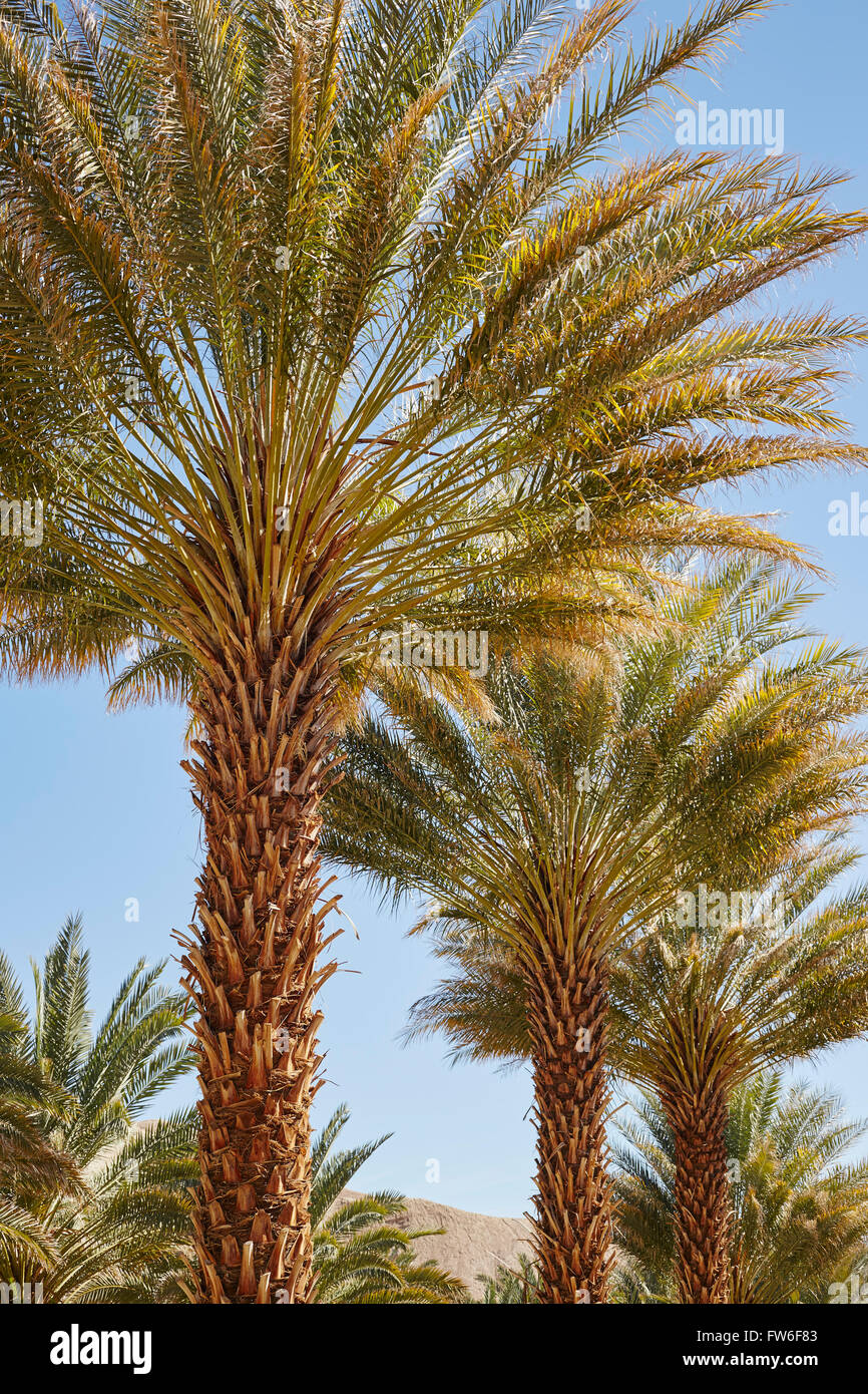 Date cultivation at the China Ranch Date Farm, Tecopa, California, USA ...