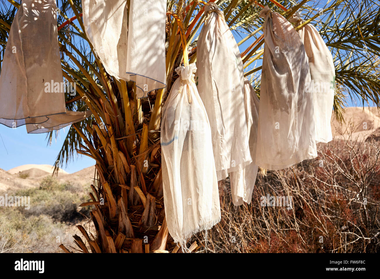 Date cultivation at the China Ranch Date Farm, Tecopa, California, USA ...