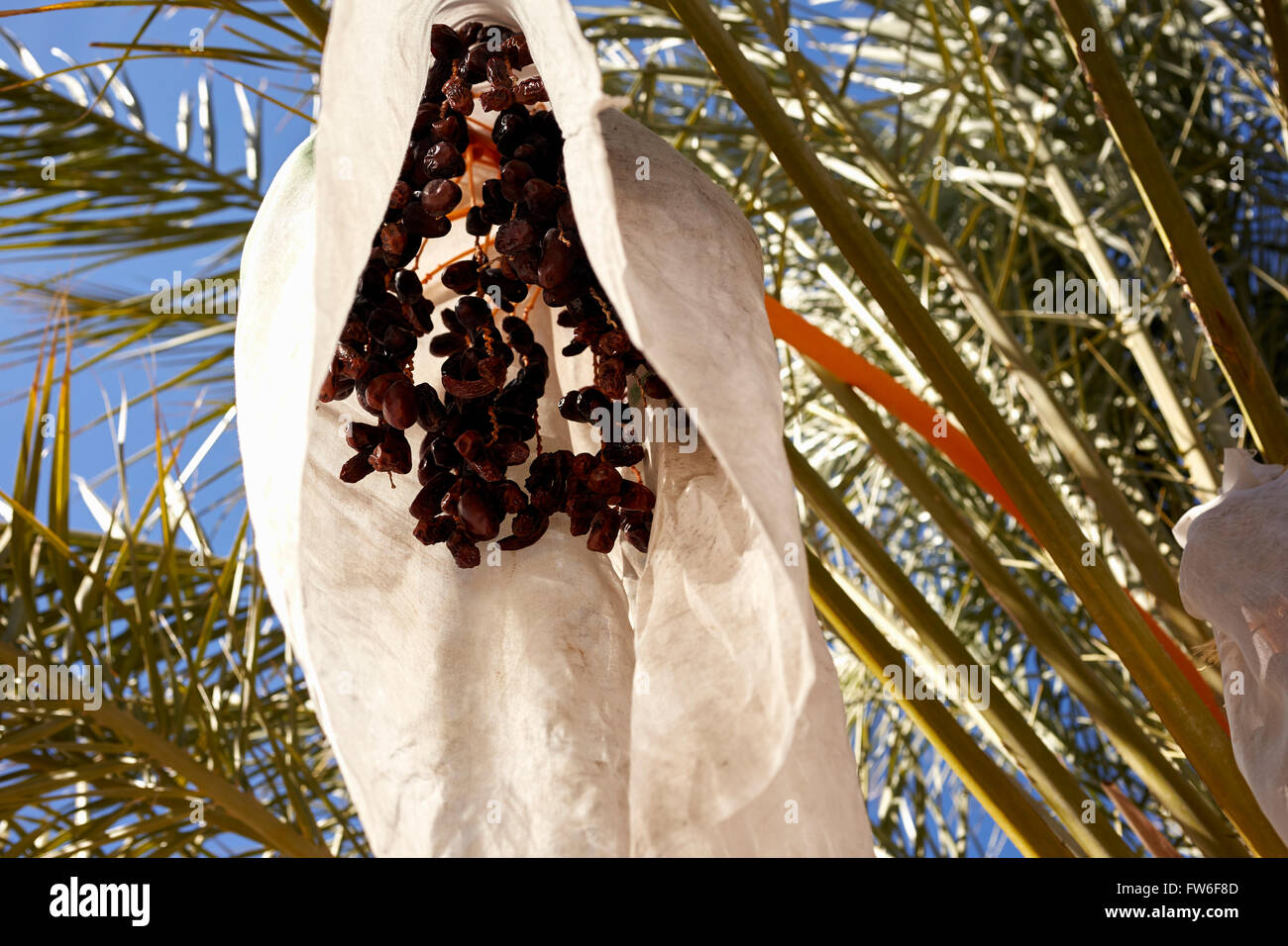 Date cultivation at the China Ranch Date Farm, Tecopa, California, USA ...
