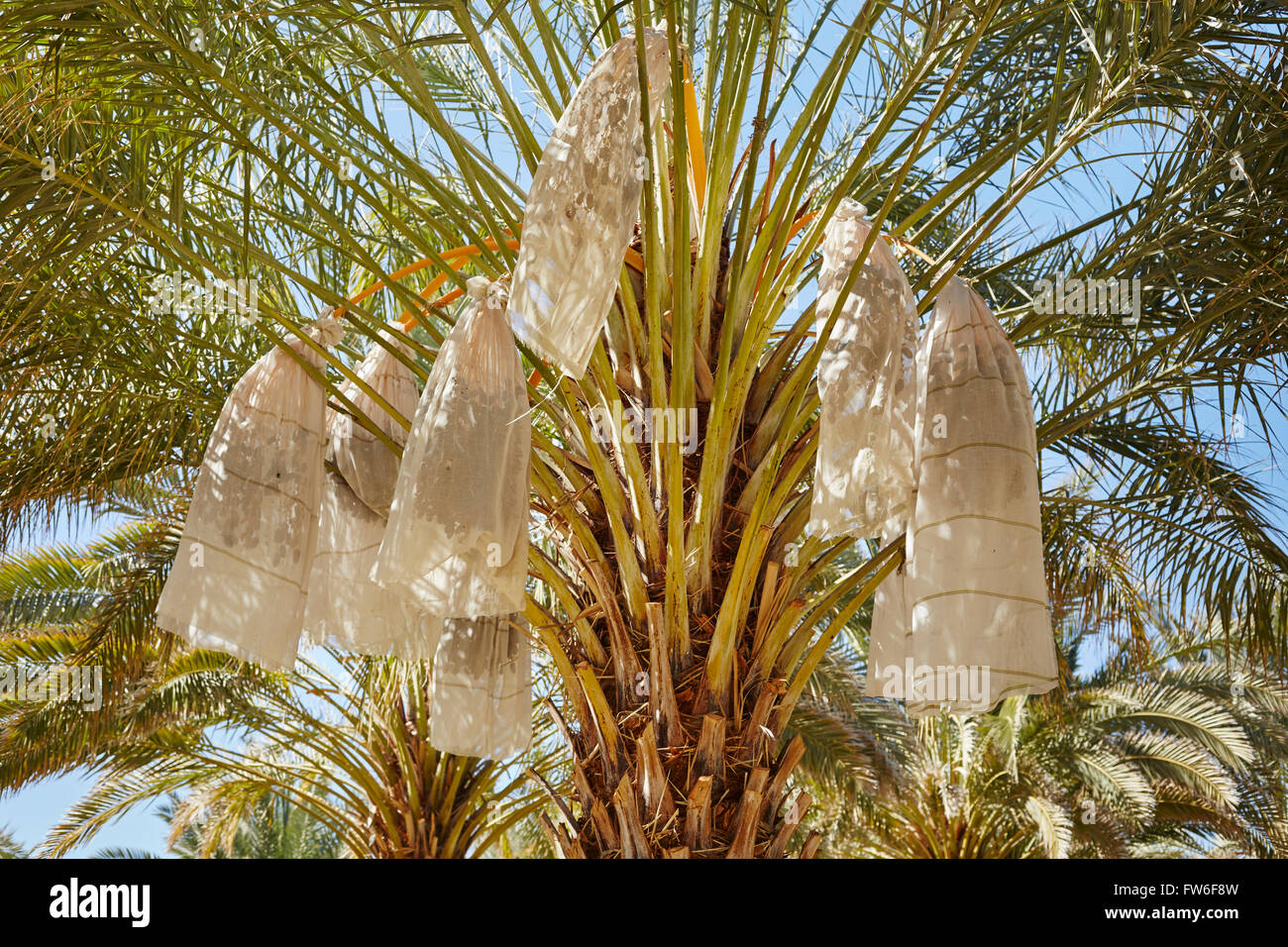 Date cultivation at the China Ranch Date Farm, Tecopa, California, USA ...