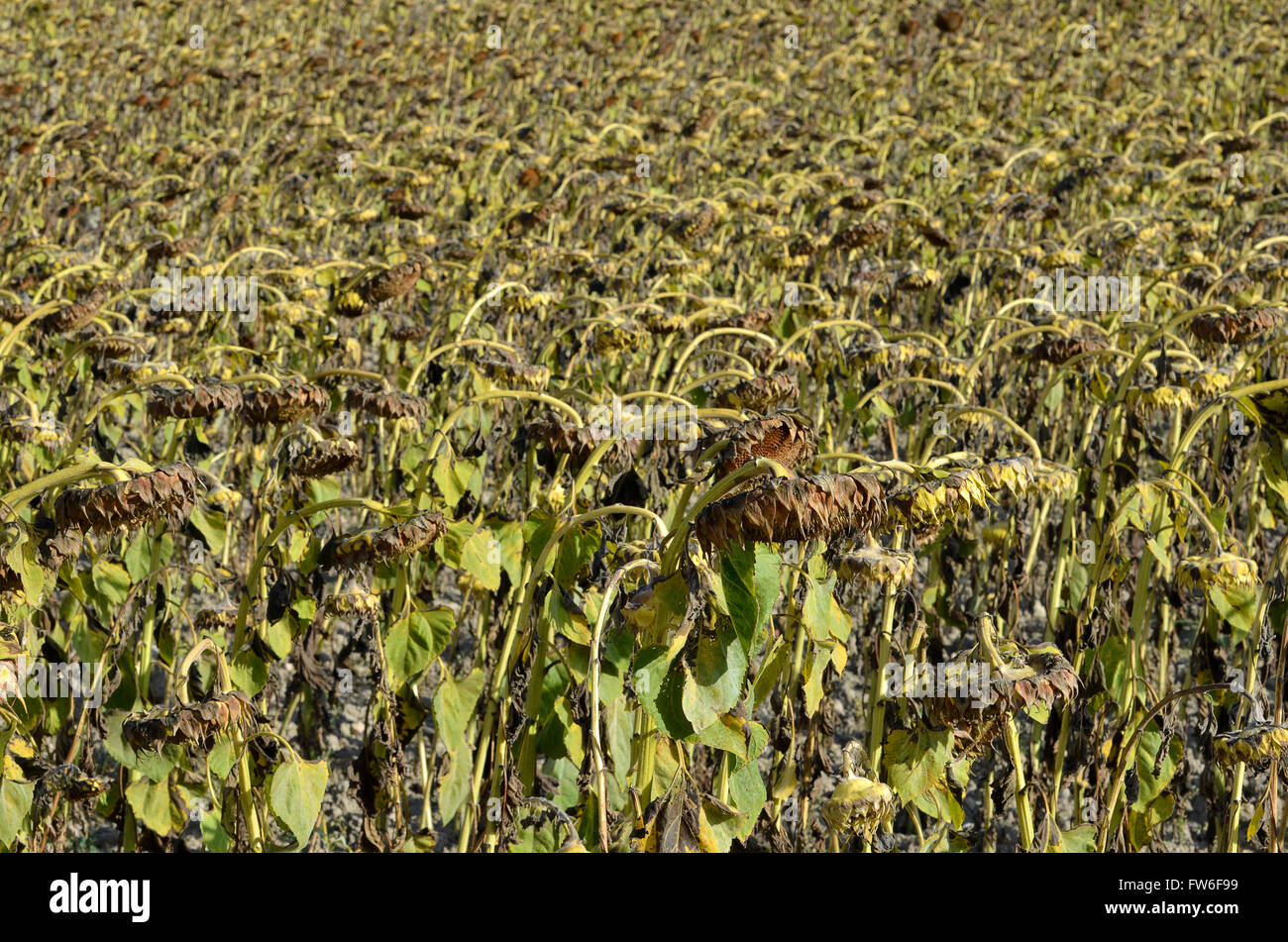 dried sunflower field Stock Photo - Alamy