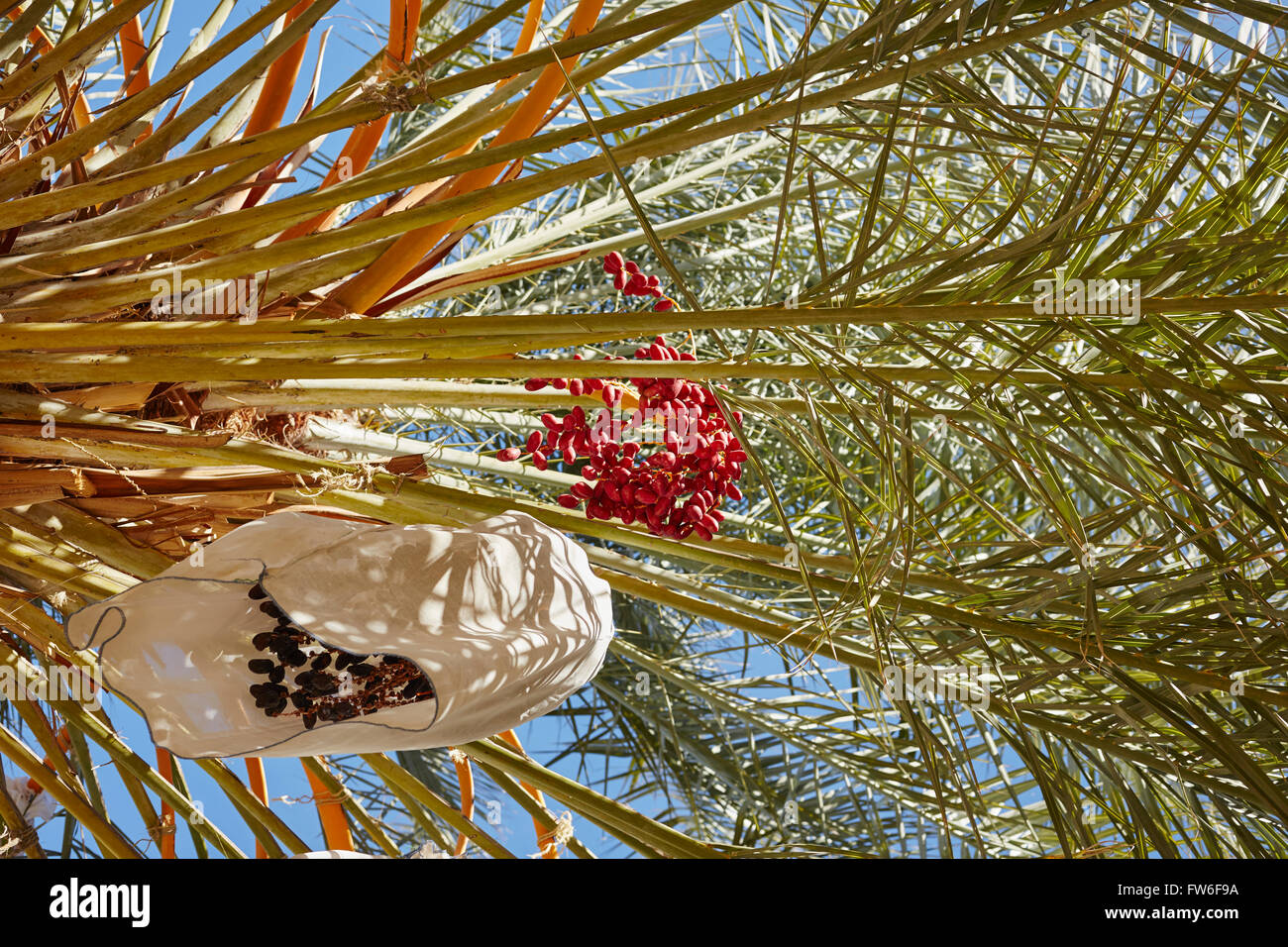 Date palm farming hi-res stock photography and images - Alamy