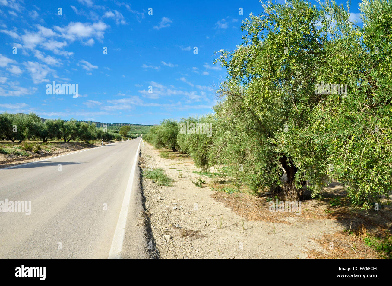 Olive trees road hi-res stock photography and images - Alamy