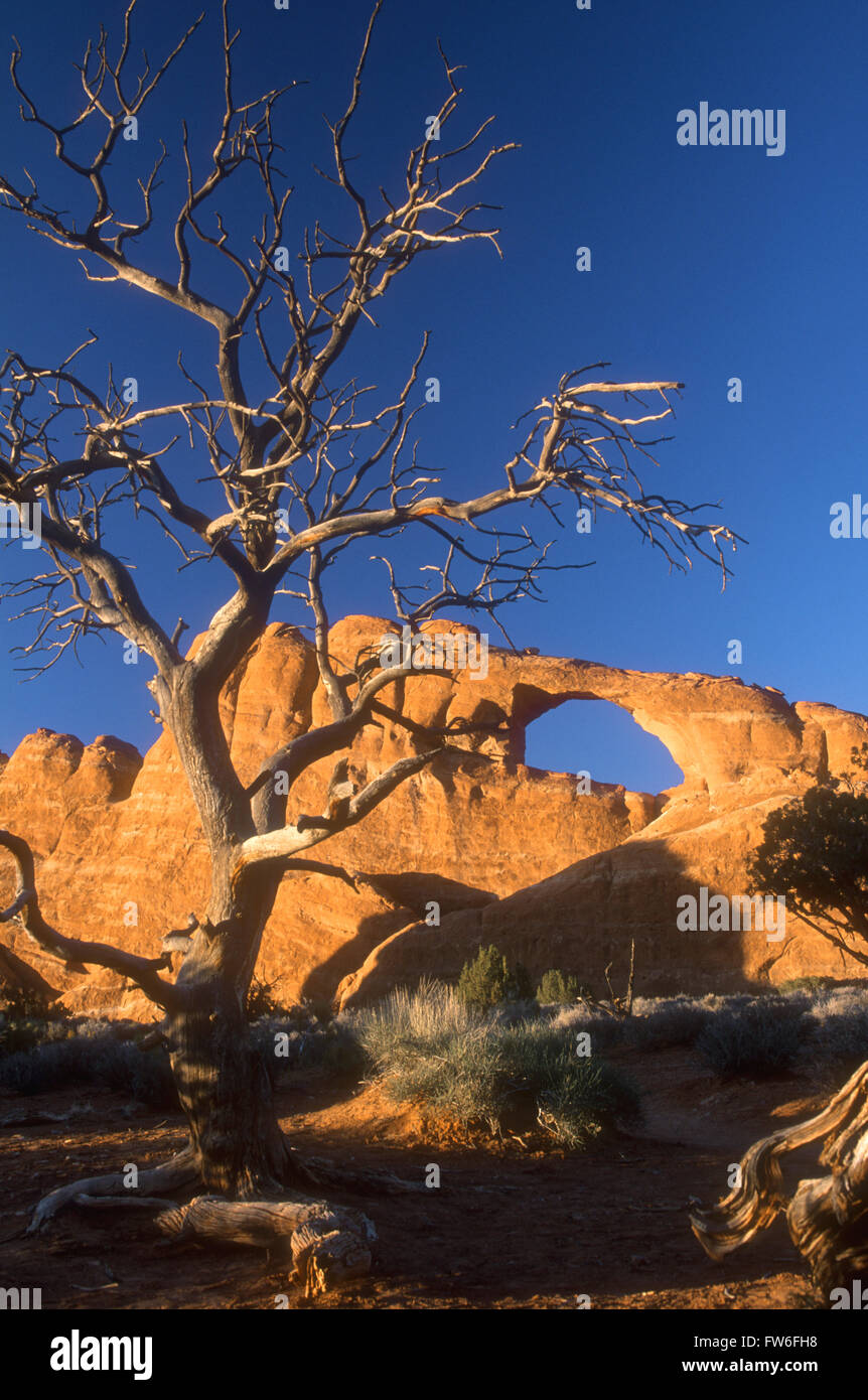 Dead Tree and Skyline Arch, Arches National Park, Utah, U.S.A Stock ...