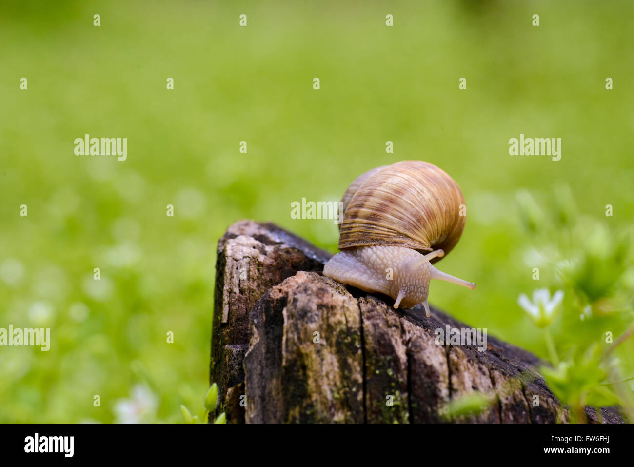 Snail shell out of a tree trunk in nature Stock Photo - Alamy
