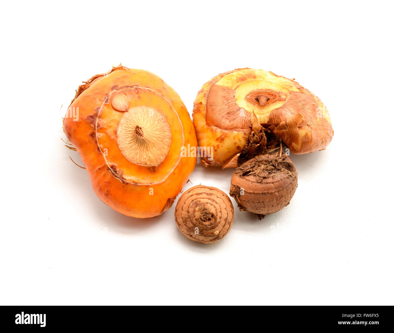 Plant island Cut Out Stock Images & Pictures - Alamy