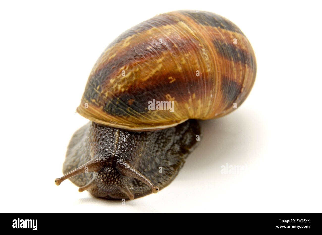 snail on white background Stock Photo - Alamy