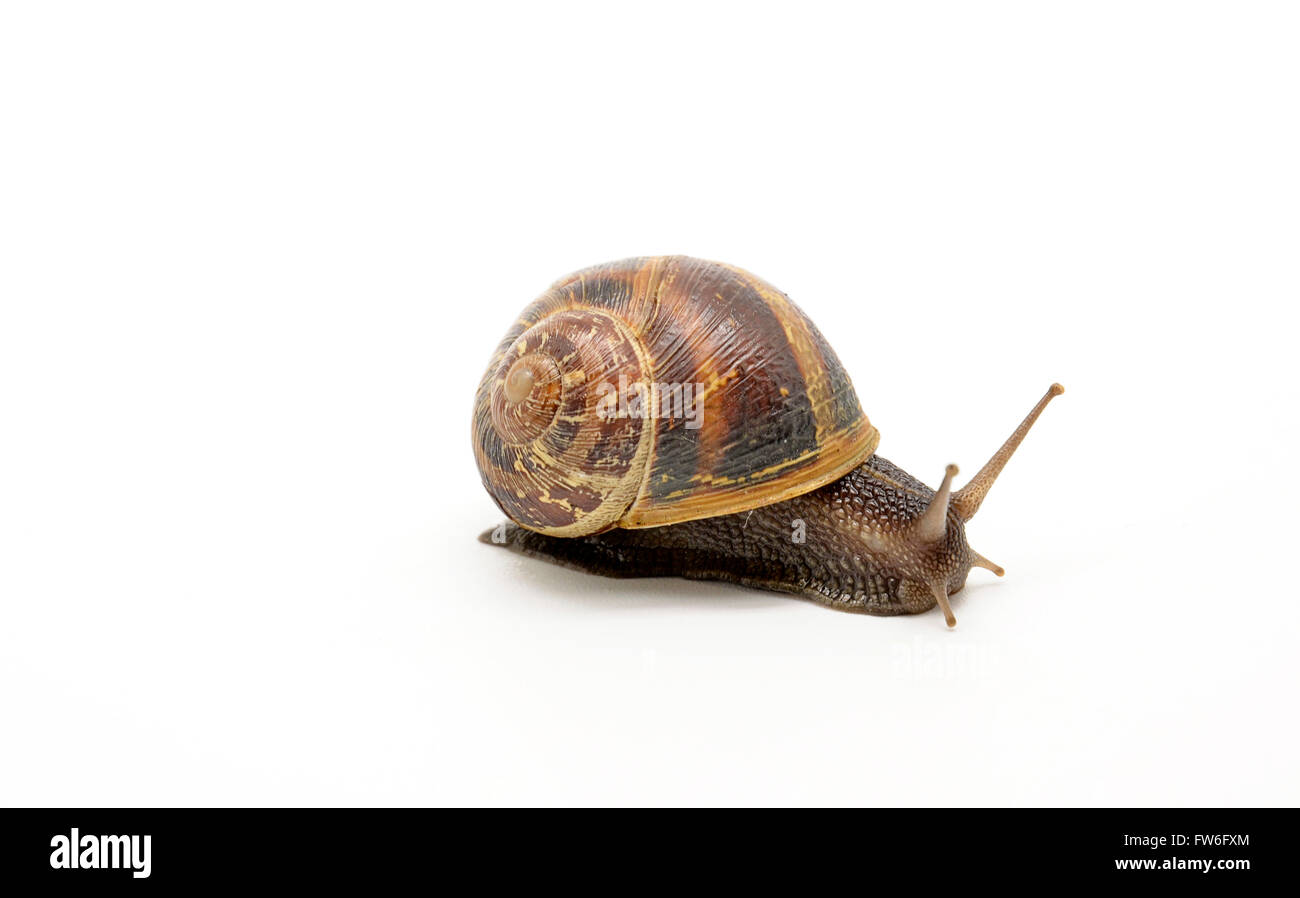 snail on white background Stock Photo - Alamy