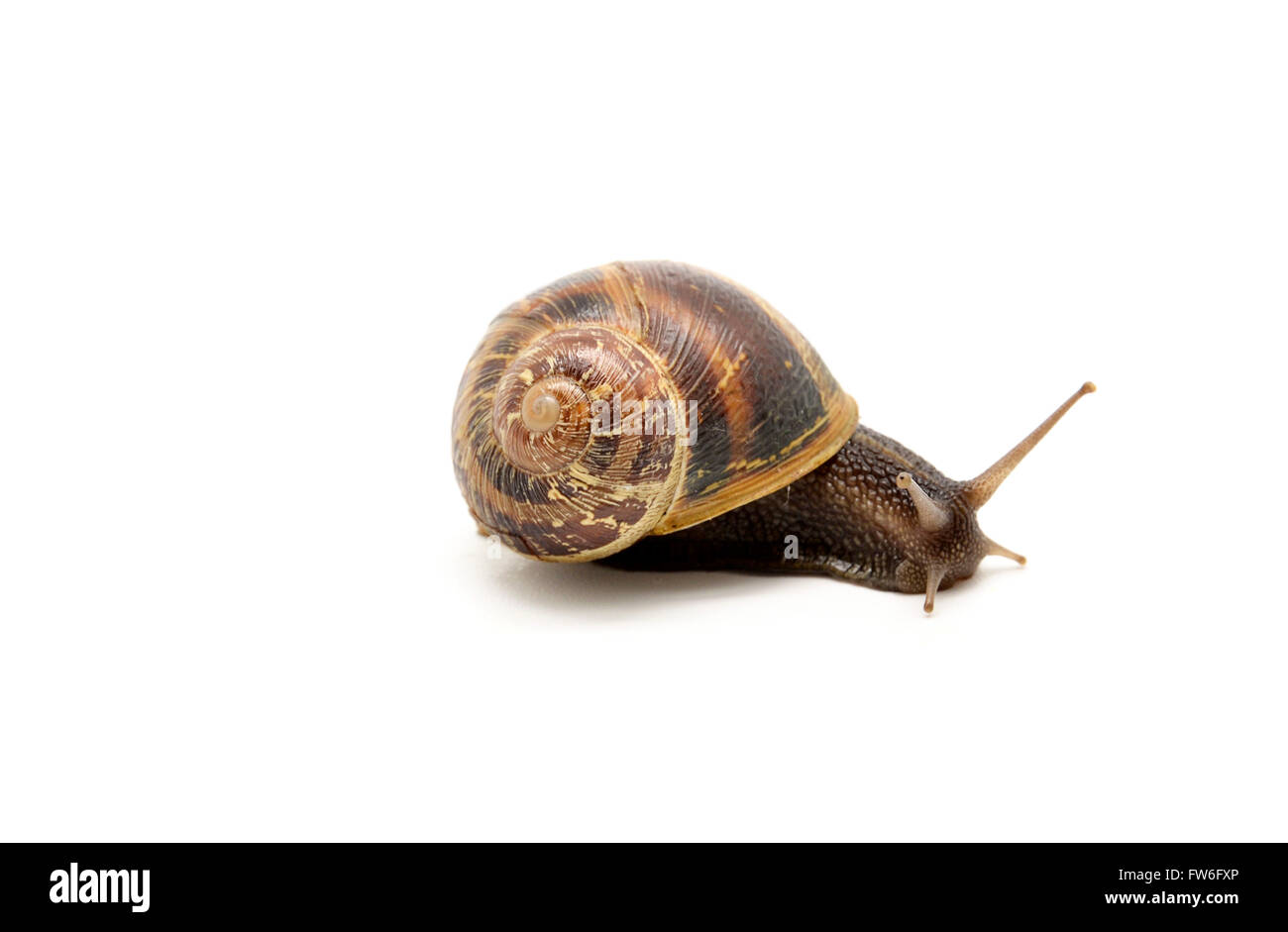 snail on white background Stock Photo - Alamy