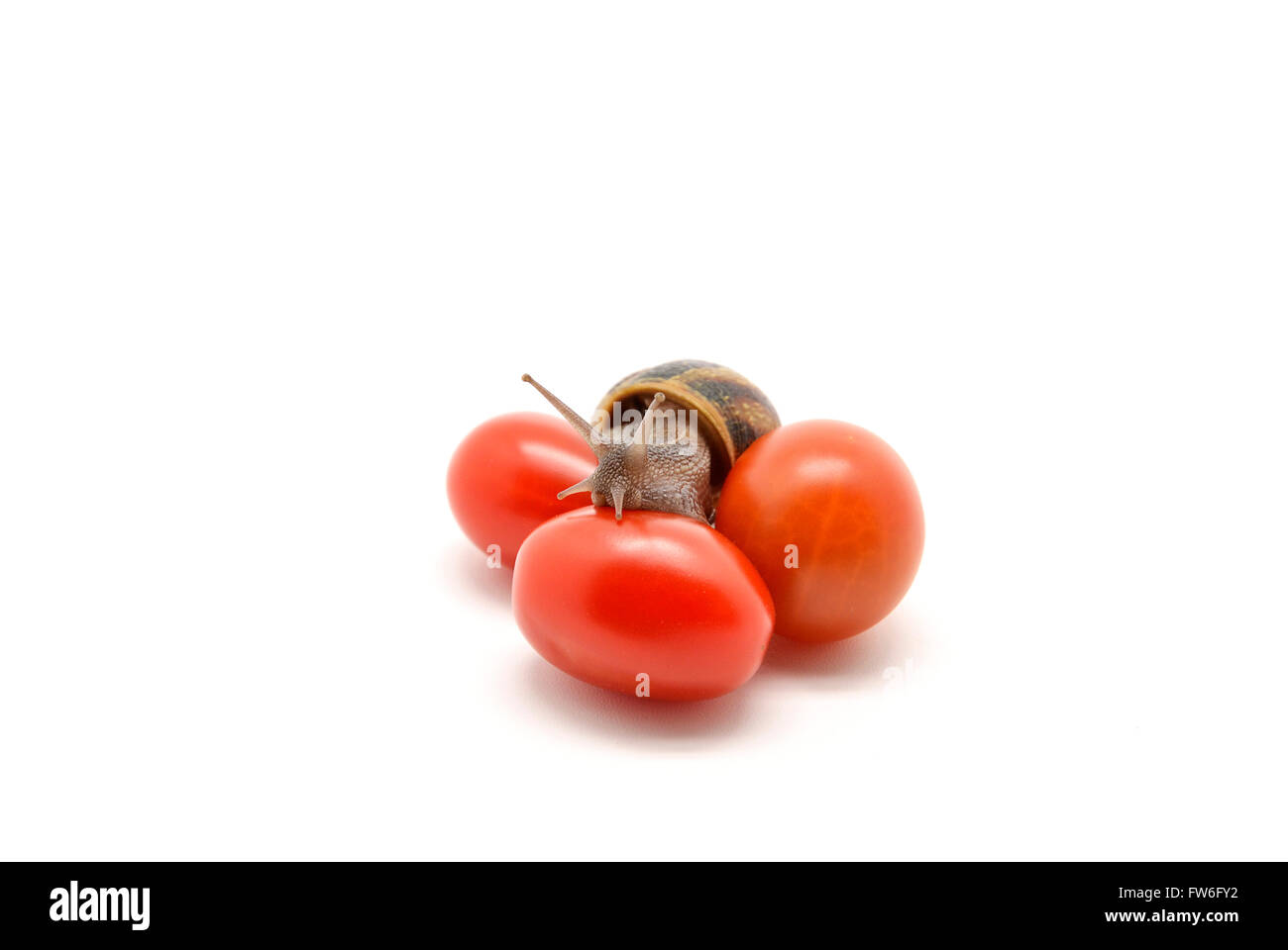 snail on cherry tomatoes Stock Photo - Alamy