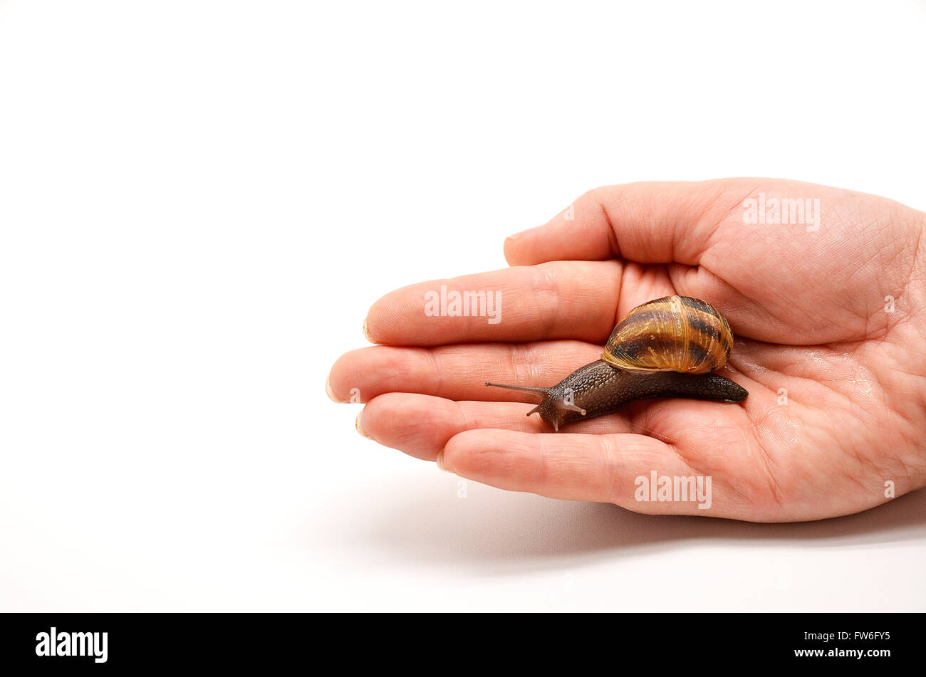 snail on woman's hand Stock Photo - Alamy