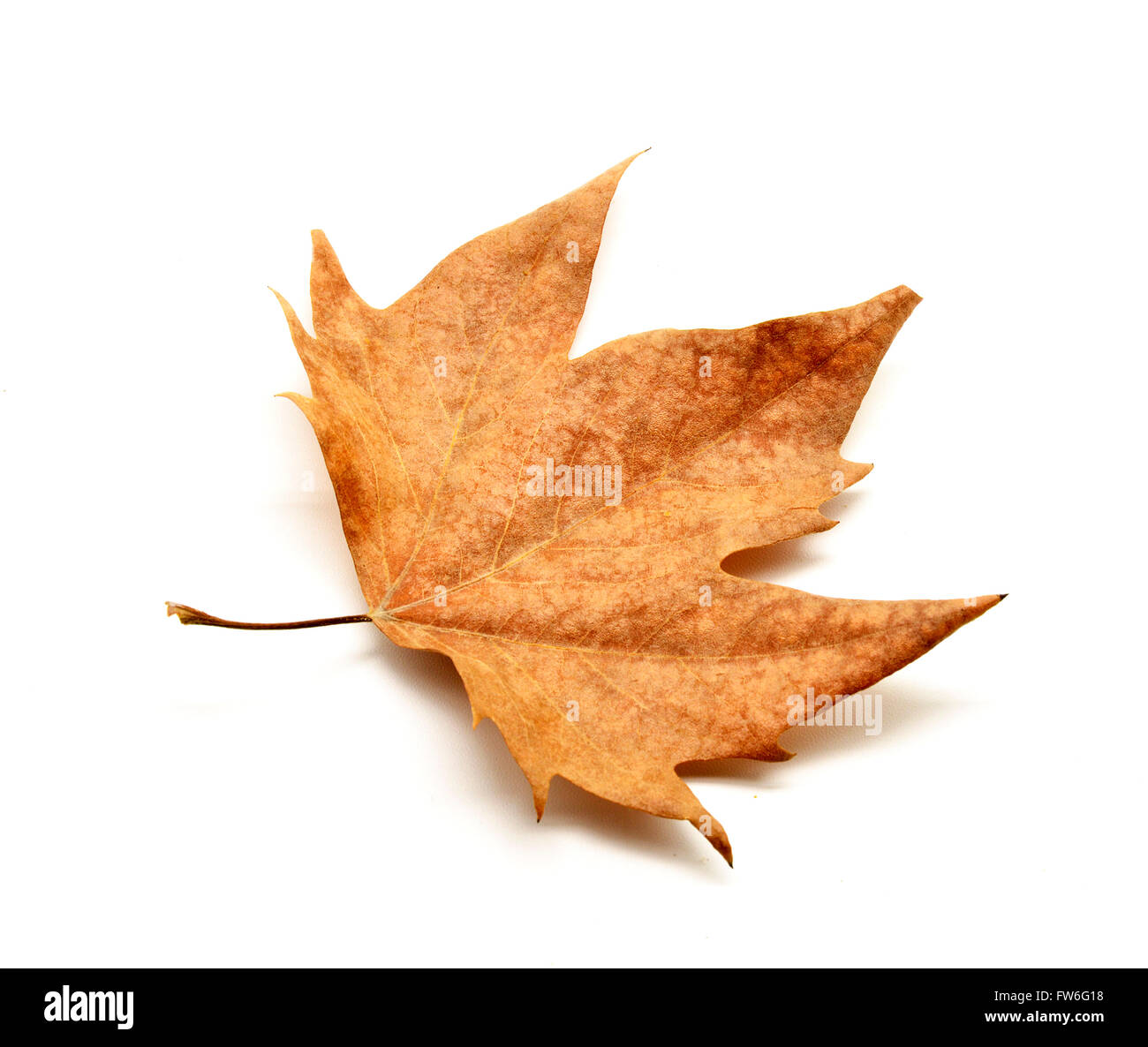 Dry leaf isolated Stock Photo - Alamy