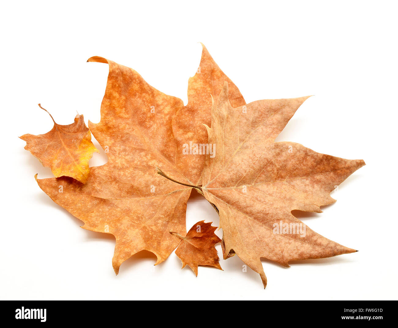 Dry leaves isolated Stock Photo - Alamy