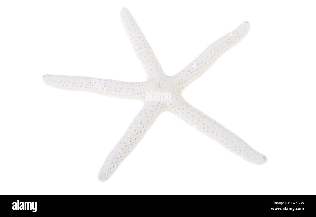 White starfish isolated on white background Stock Photo - Alamy