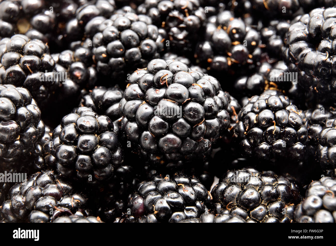 Close up ripe blackberries hi-res stock photography and images - Alamy