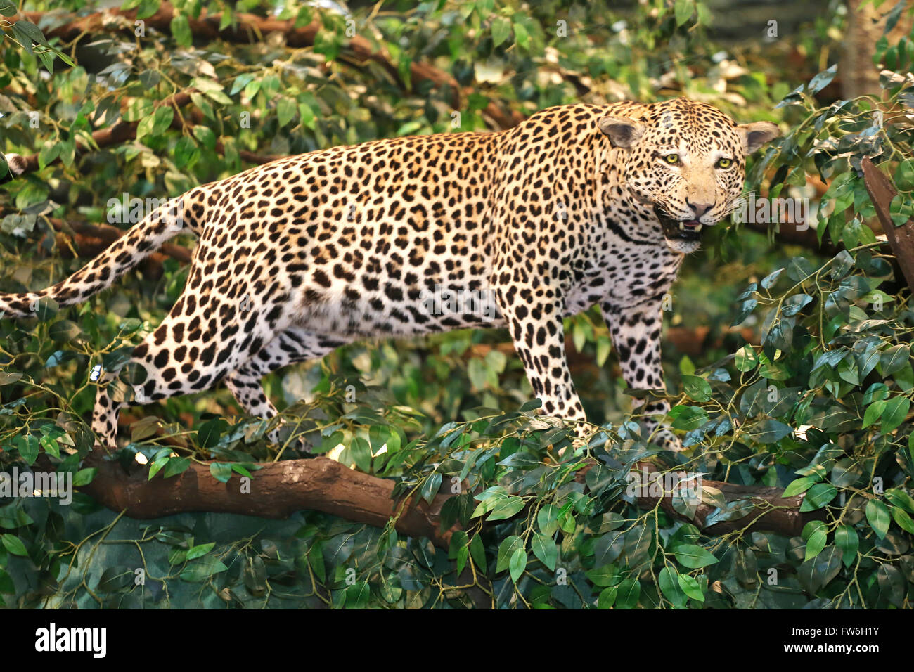 Taxidermy of a leopard panthera pardus in the jungle Stock Photo - Alamy