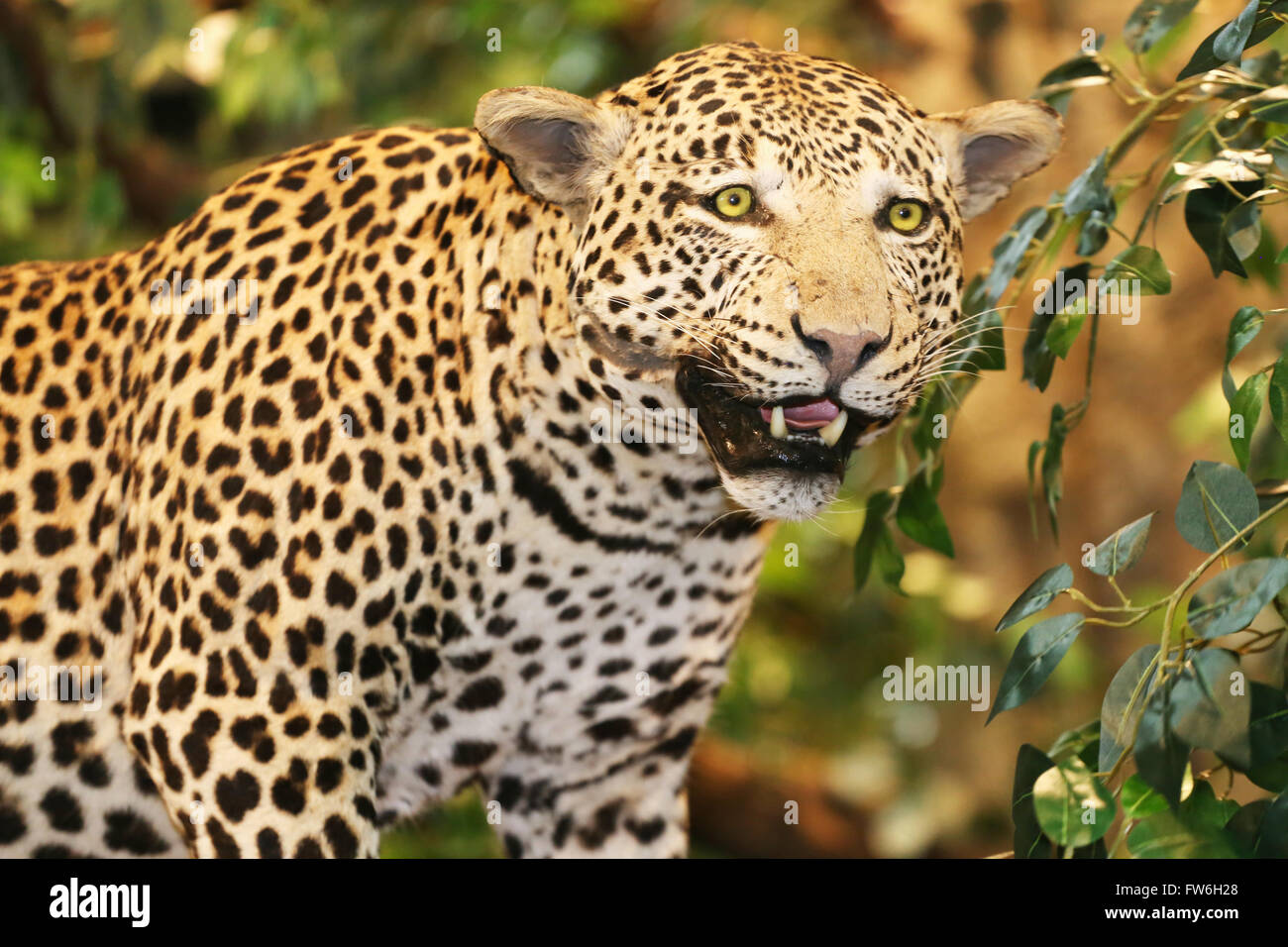 Taxidermy of a leopard panthera pardus in the jungle Stock Photo - Alamy