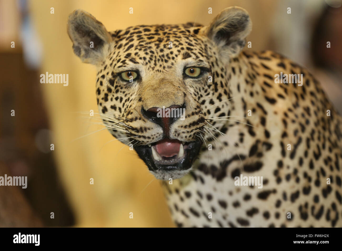 Taxidermy of a leopard panthera pardus in the jungle Stock Photo - Alamy