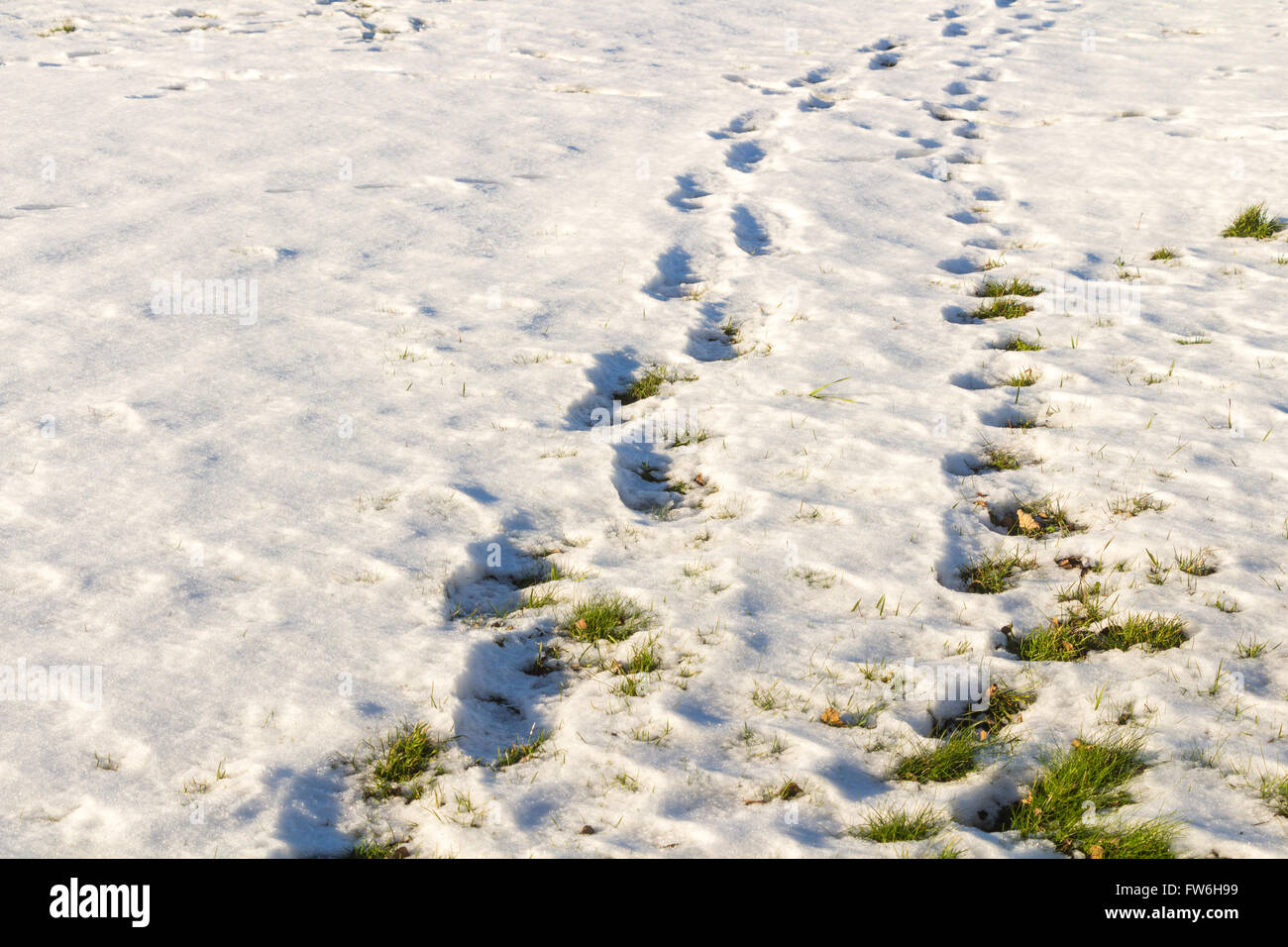 Footsteps track hi-res stock photography and images - Alamy
