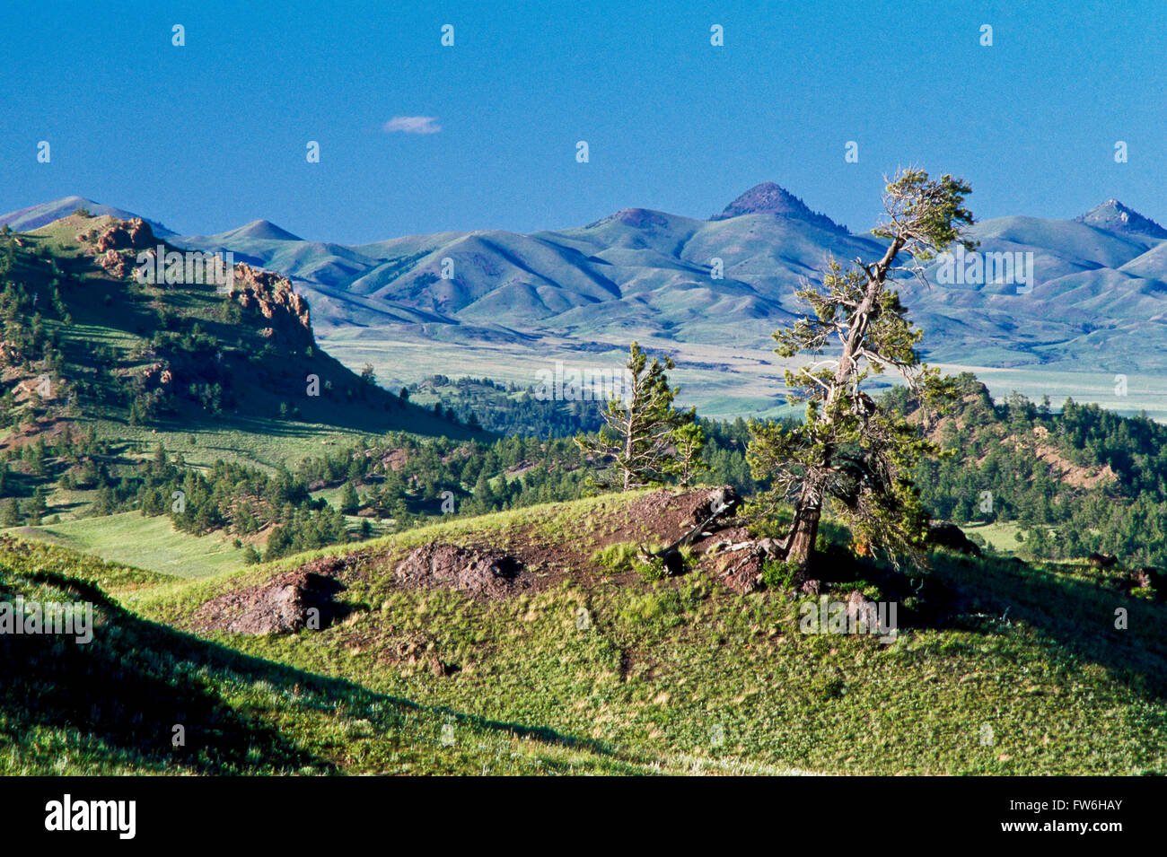 leaning pine tree in the bearpaw mountains near cleveland, montana ...