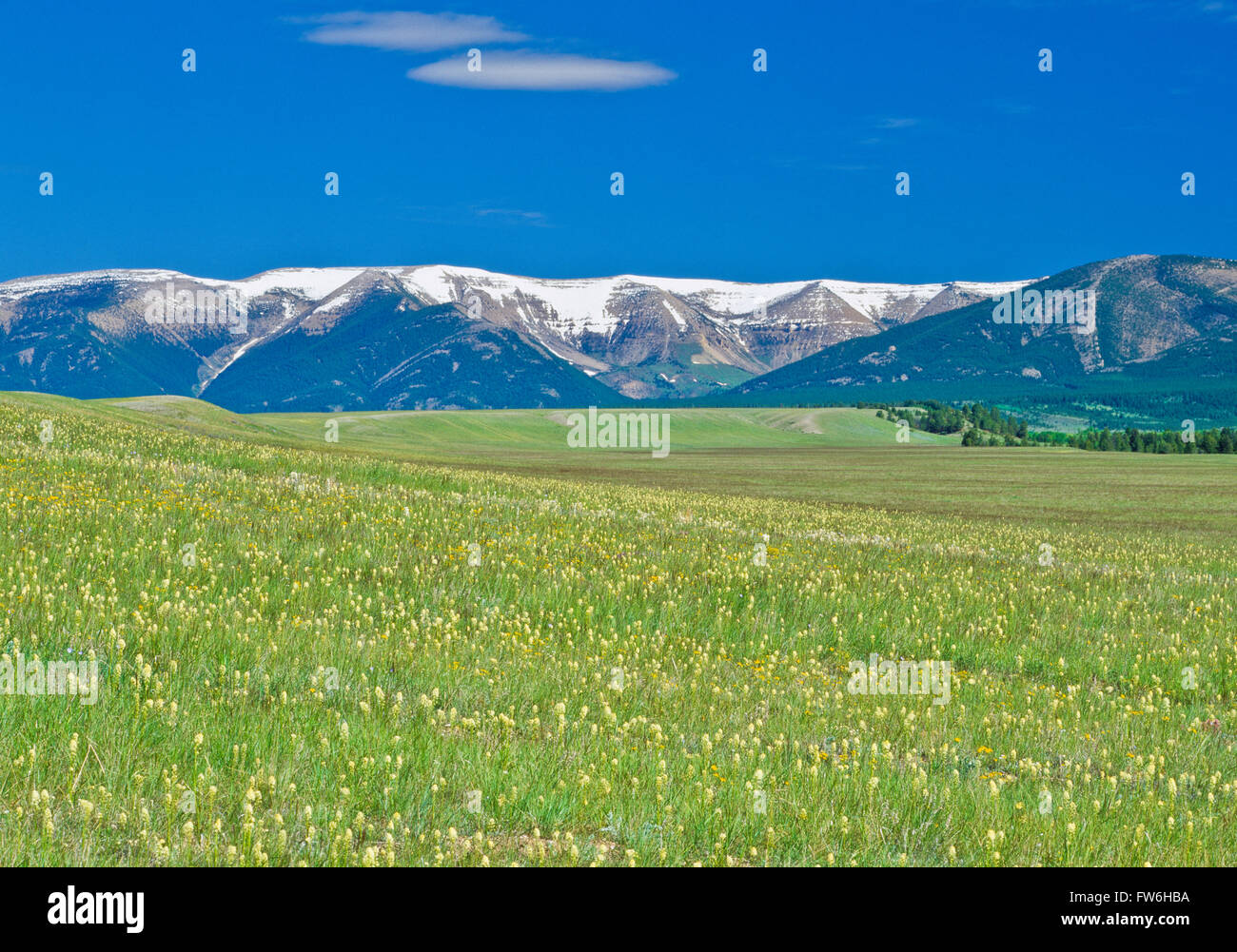 big snowy mountains and prairie wildflowers near judith gap, montana ...