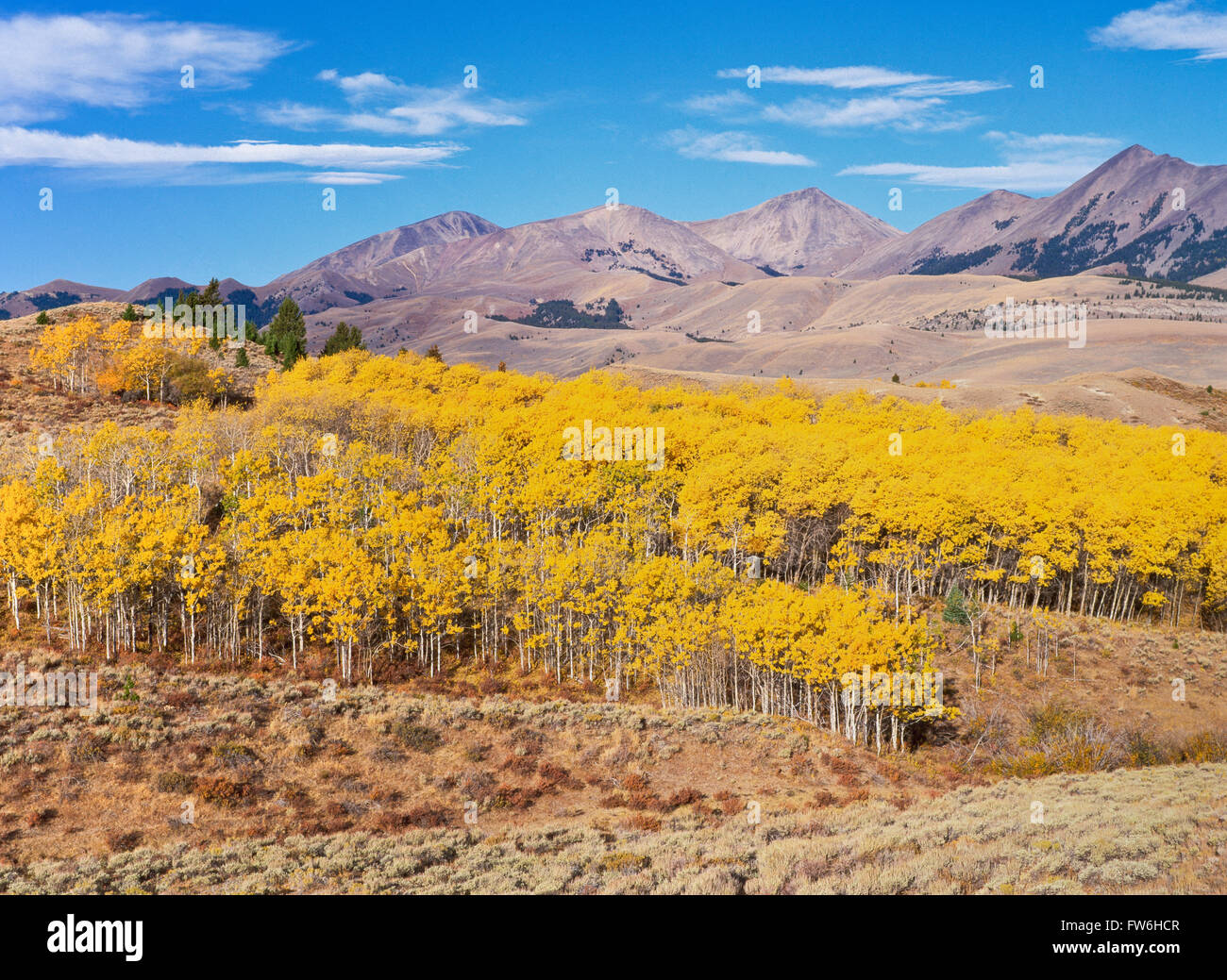 aspen in fall color below the lima peaks of southwest montana near lima ...