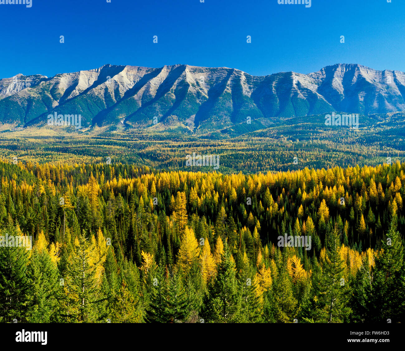 fall colors of larch in the seeley-swan valley below the swan range ...