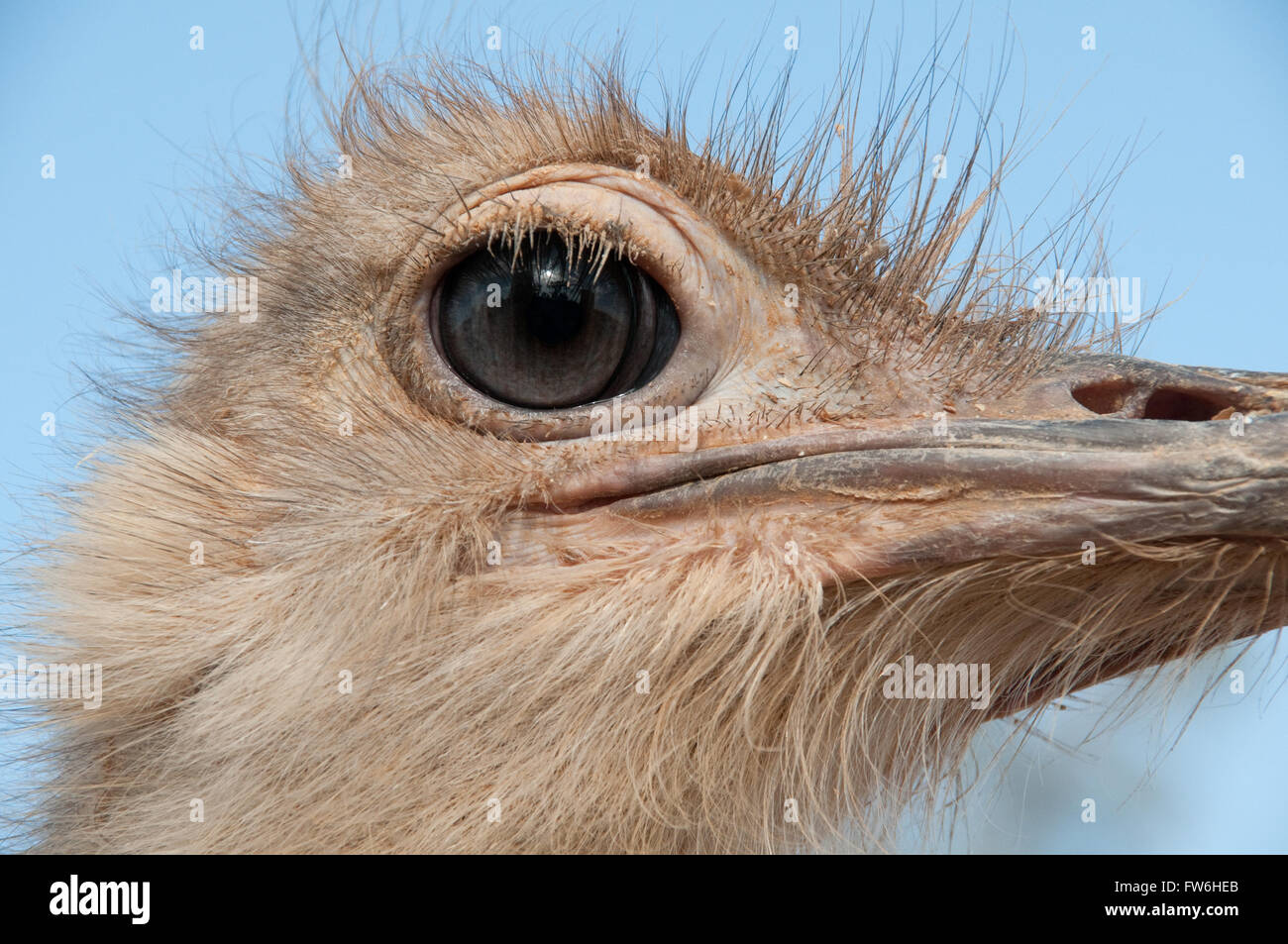 Close up of the face and beak of a Somali ostrich at the Shaumari ...