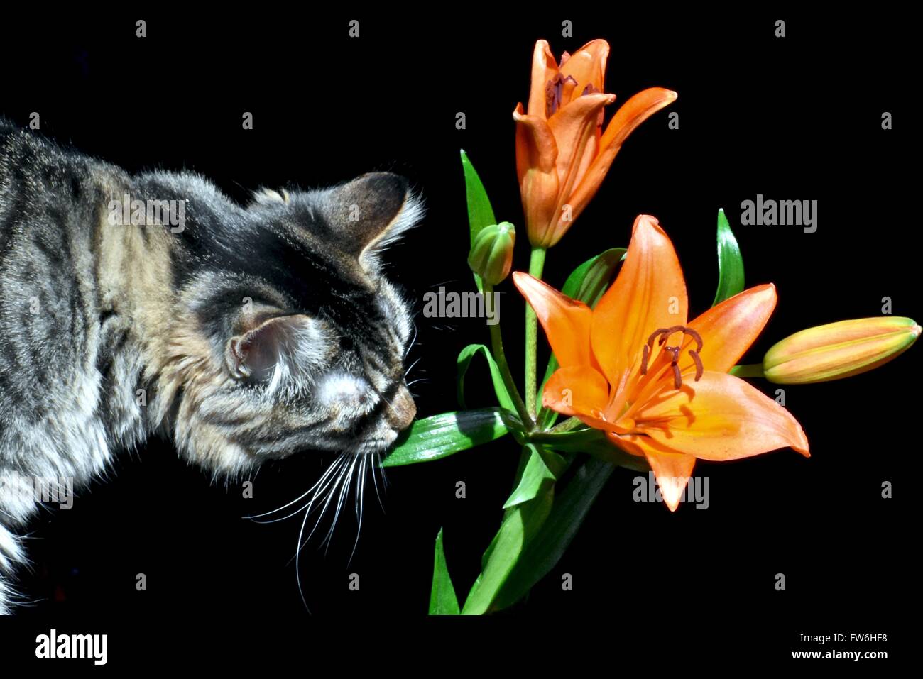 Cat smelling hi-res stock photography and images - Alamy