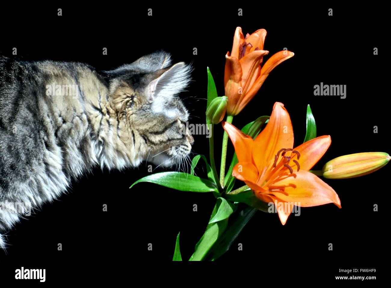 Cat smelling beautiful orange flower Stock Photo - Alamy