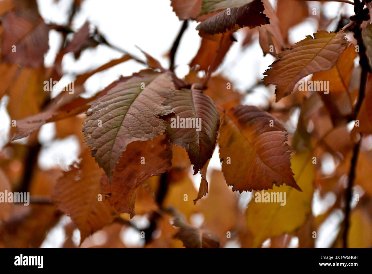 Beautiful fall leaves hanging from a tree Stock Photo - Alamy