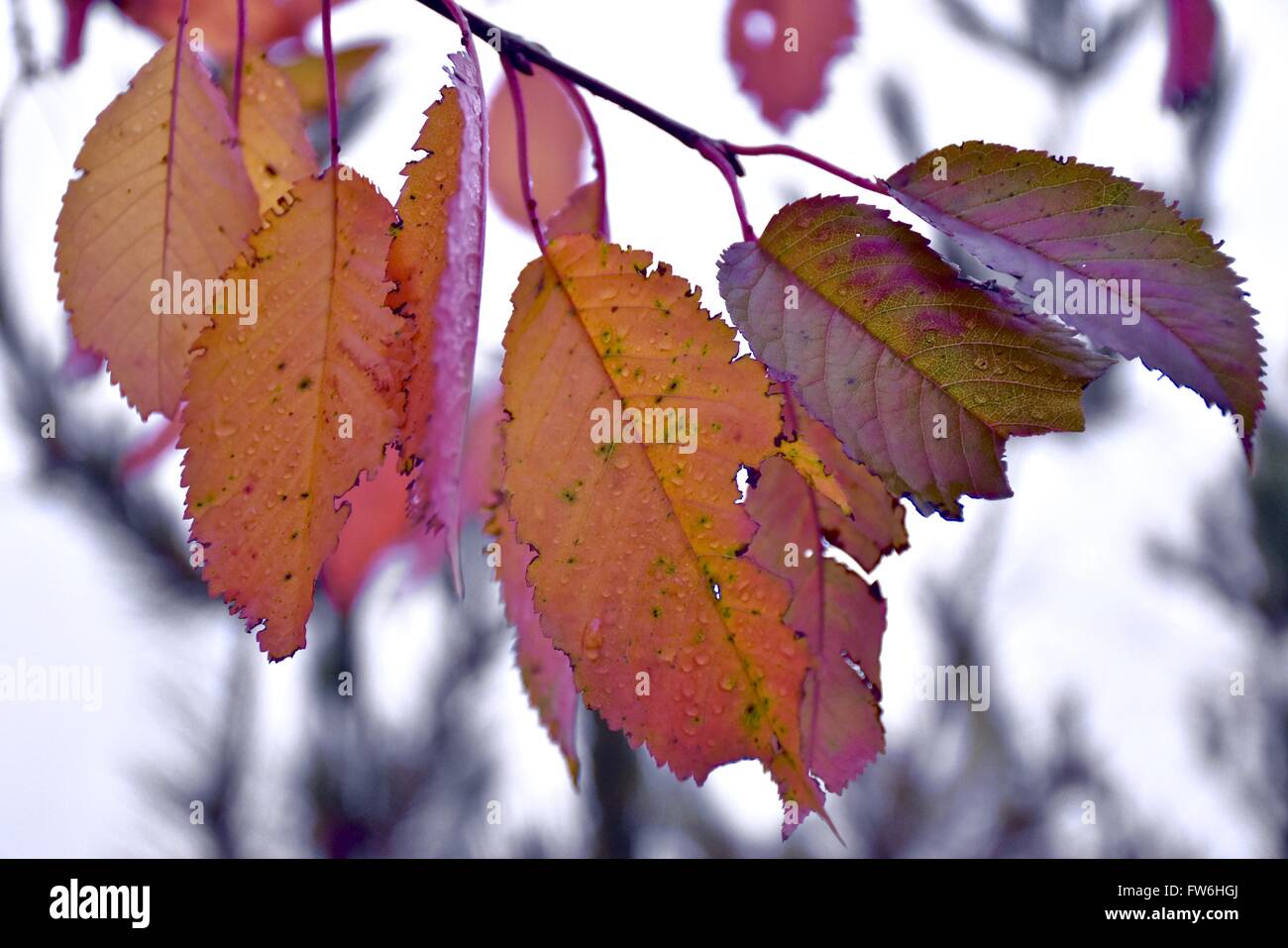 Beautiful fall leaves hanging from a tree Stock Photo - Alamy