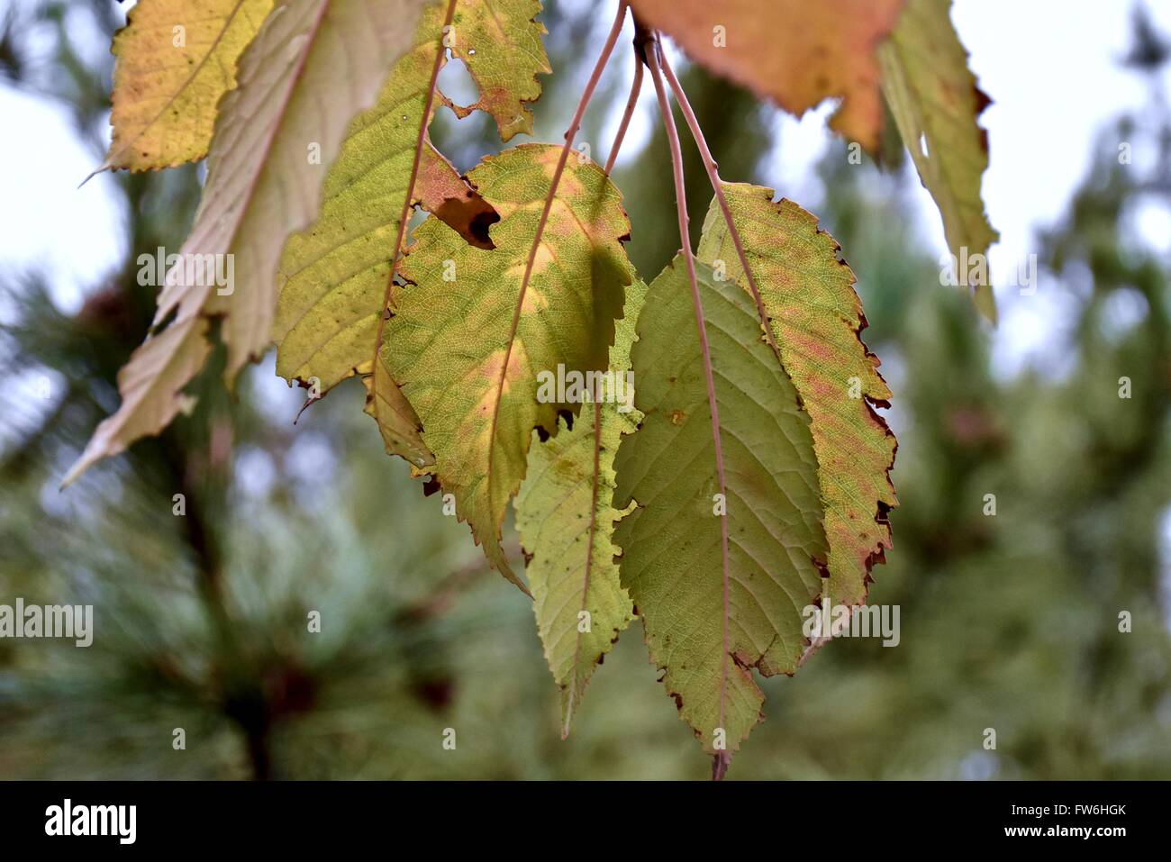 Beautiful fall leaves hanging from a tree Stock Photo - Alamy