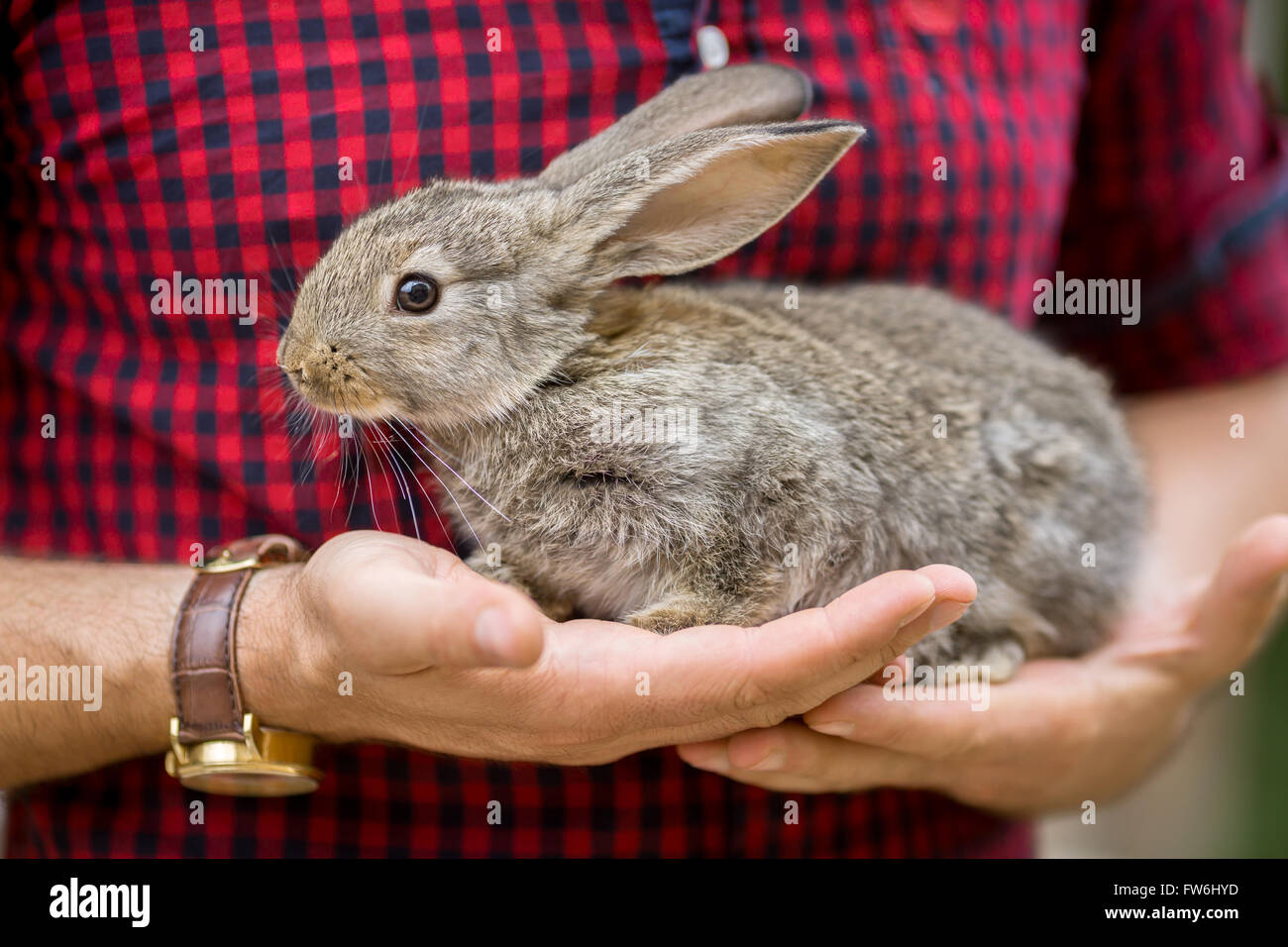 Rabbit. Animals and people Stock Photo - Alamy